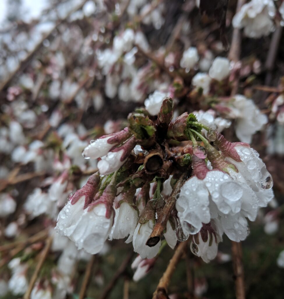 Spring Ephemerals in the Forest - Winnakee Land Trust