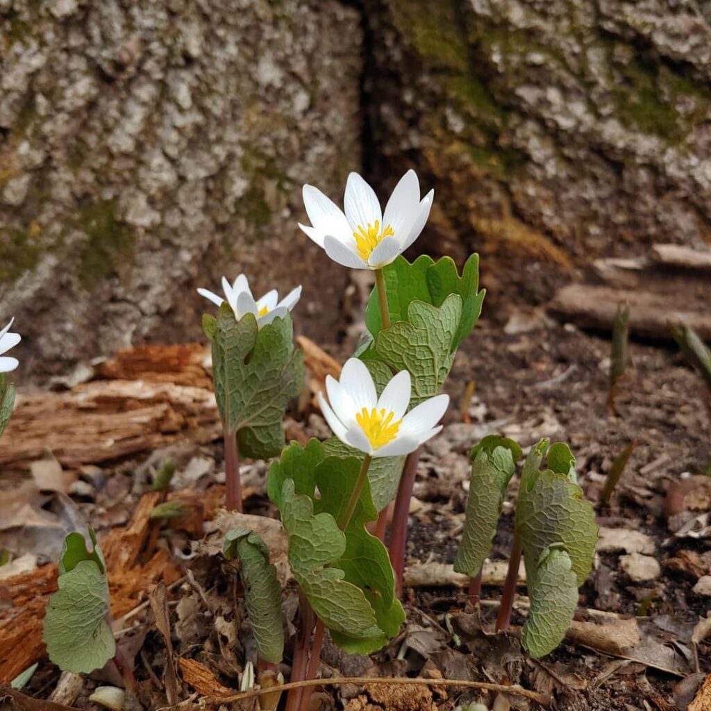 Spring Ephemerals in the Forest - Winnakee Land Trust