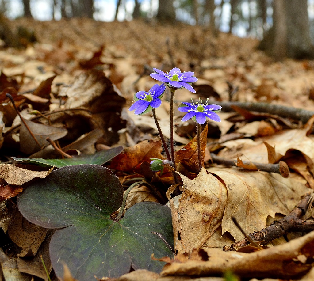 Spring Ephemerals in the Forest - Winnakee Land Trust
